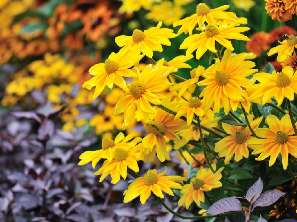 Natural fertilizers multipurpose organic fertilizer (pure hen manure) 5 ...