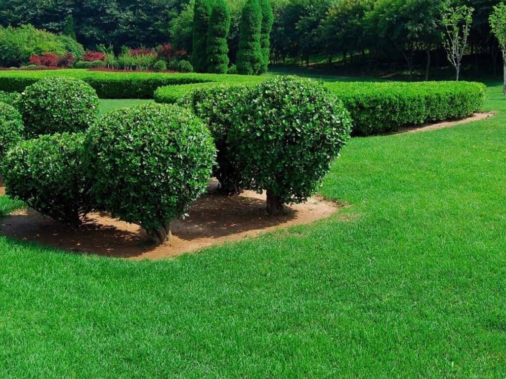 Natural fertilizers multipurpose organic fertilizer (pure hen manure) 5 ...