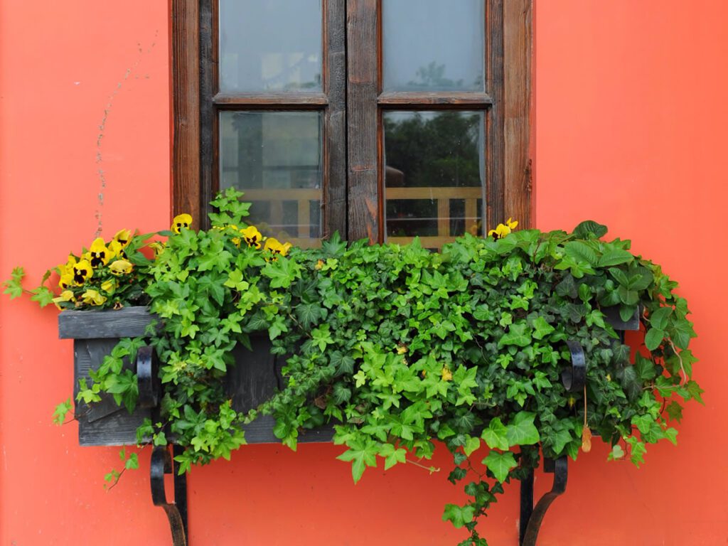 Engrais naturel fleurs annuelles en contenants 4-3-7 - Acti-Sol